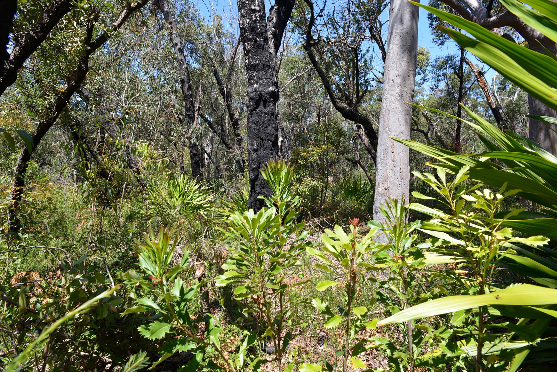 Temperate Broadleaf Woodland