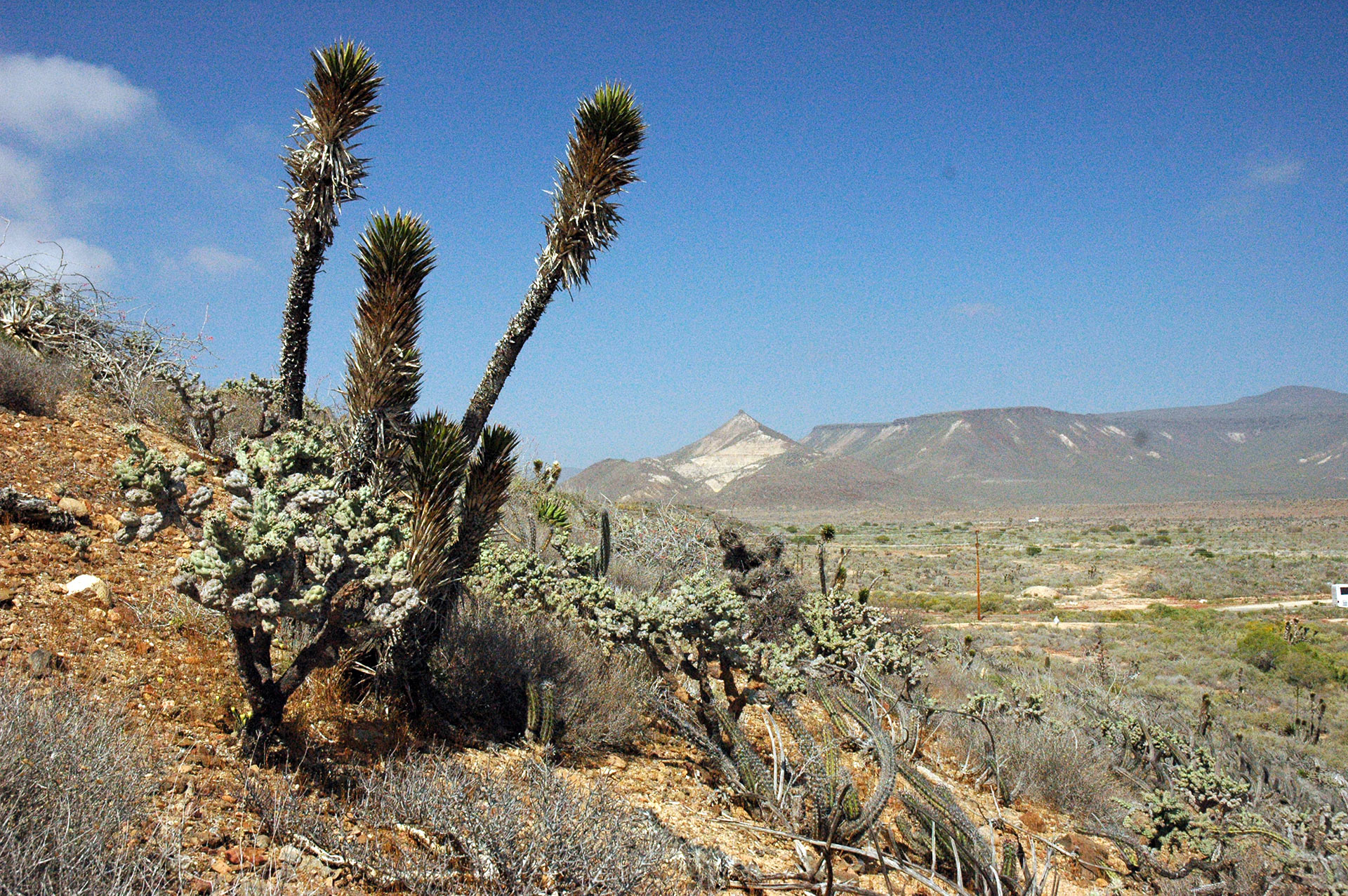 Terrestrial Biomes Desert
