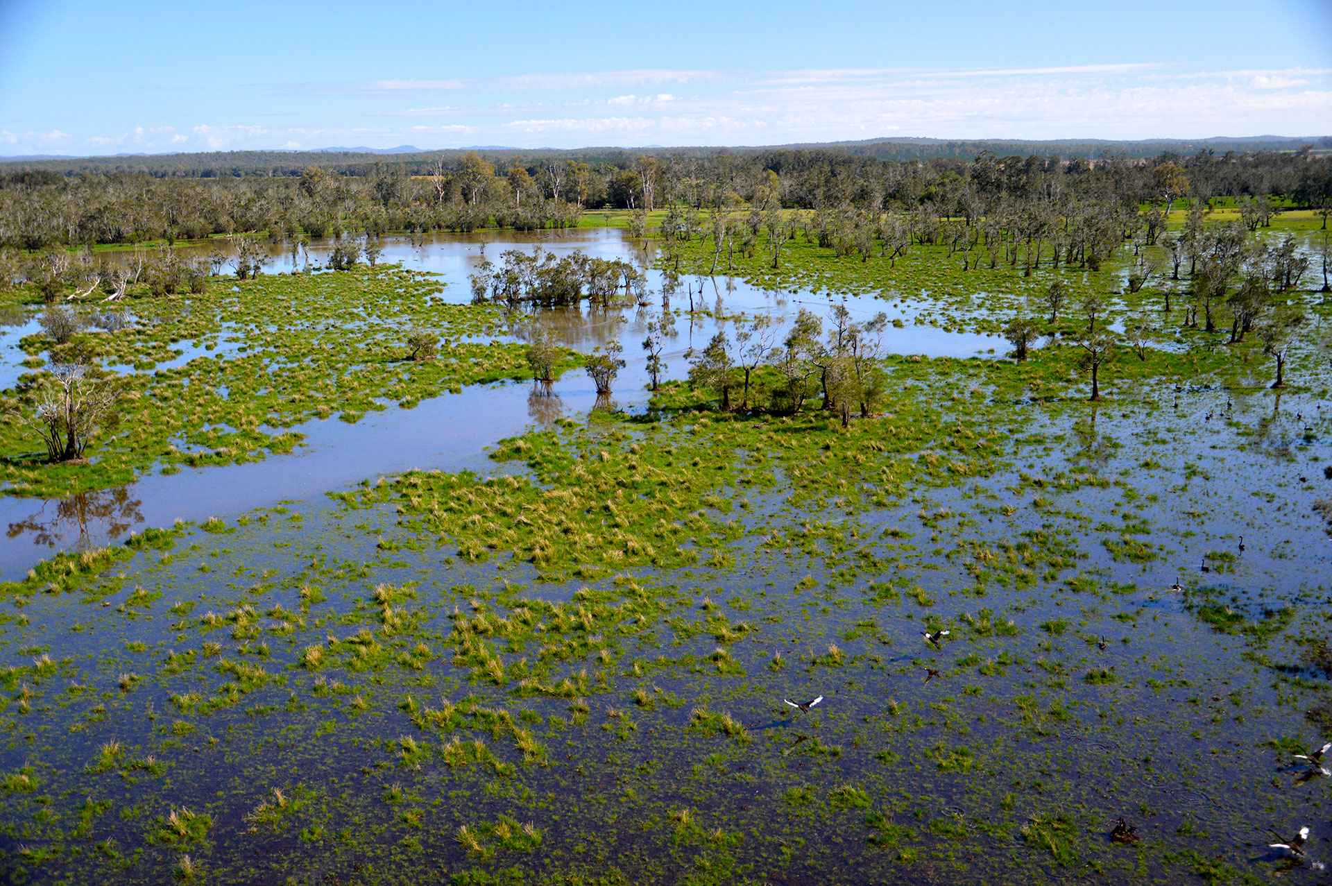 Wetlands Biome